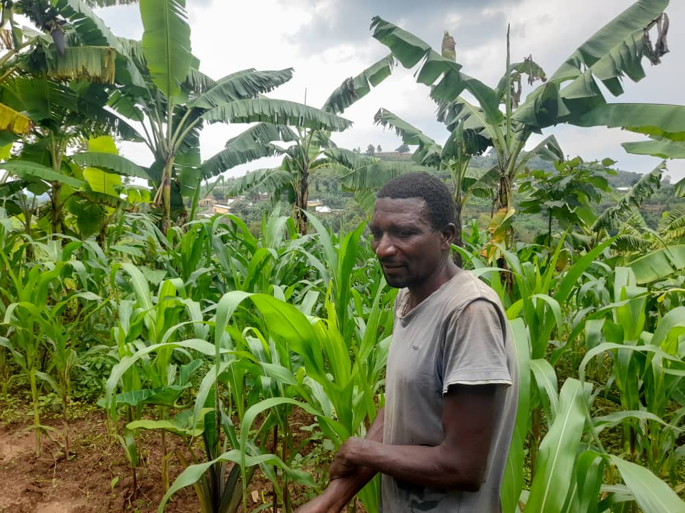 Gakenke: Abahinzi b’ibigori bahangayikishijwe na nkongwa yongeye kubura ...